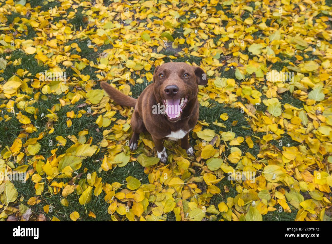 Autumn animal funny hi-res stock photography and images - Alamy