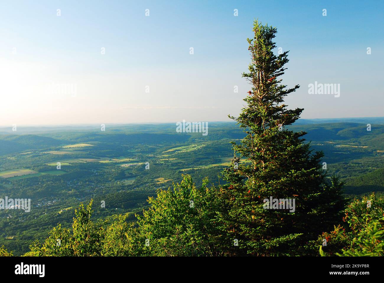A red spruce evergreen tree grows at the summit of Mt Greylock, the ...