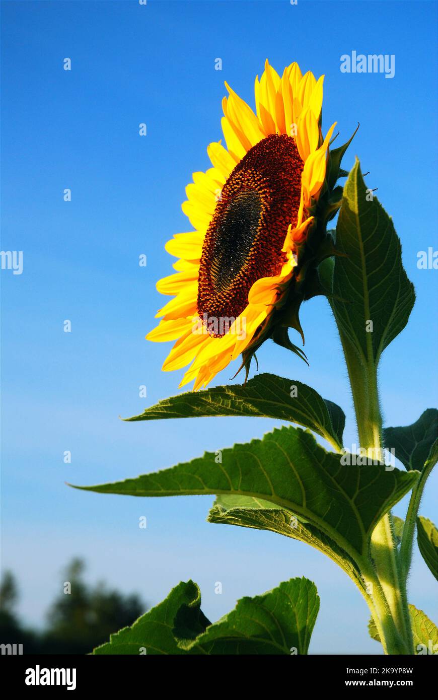 Alone sunflower hi-res stock photography and images - Alamy