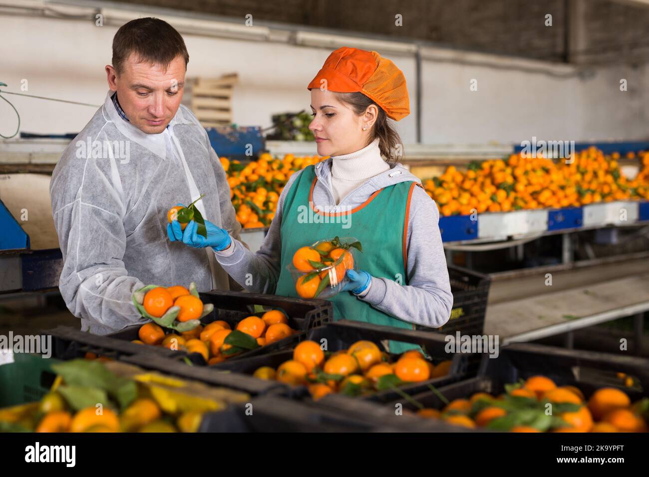 Farmer controlling grading of mandarin oranges performing by female ...