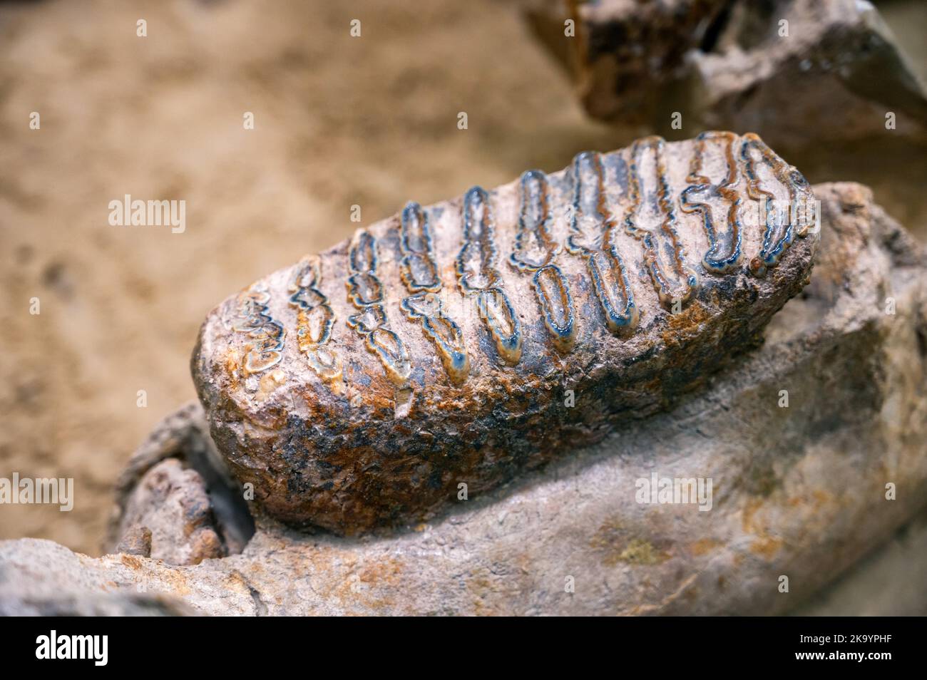View of Mammuthus primigenius.Iower tooth from a Woolly Mammoth, close ...