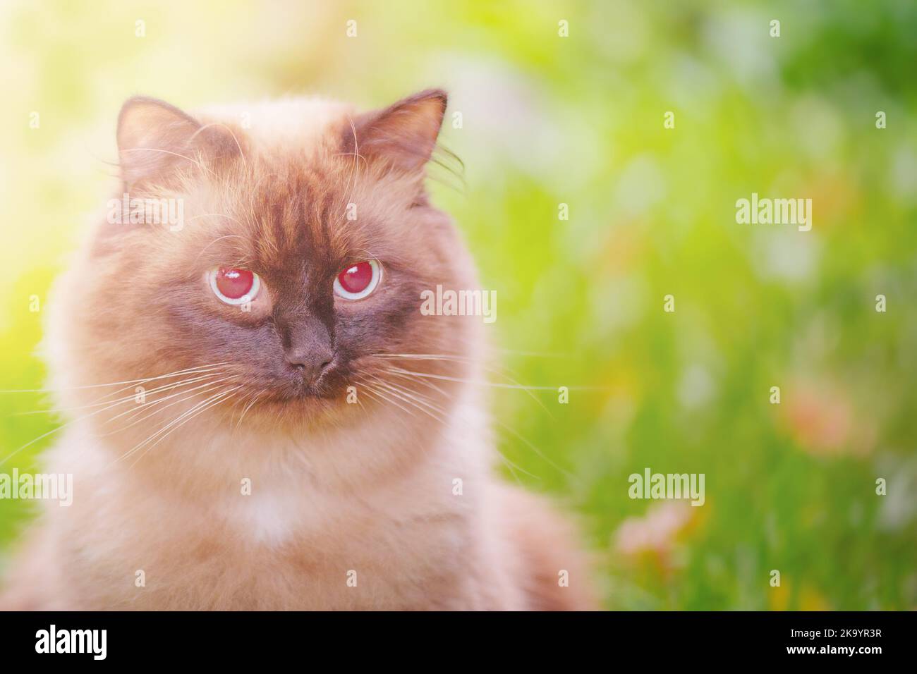 Neva masquerade point hi-res stock photography and images - Alamy