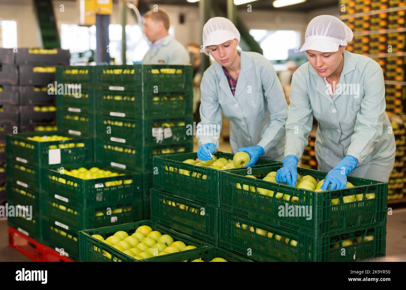 Employee inspecting quality of apples in sorting factory Stock Photo ...