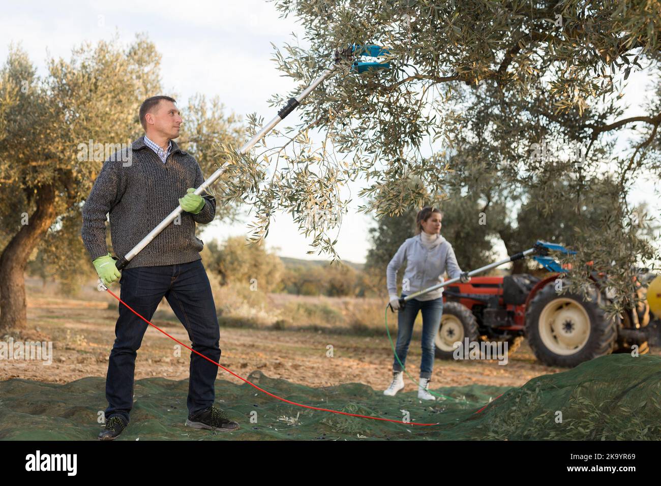 Man gathering harvest in olive grove Stock Photo - Alamy
