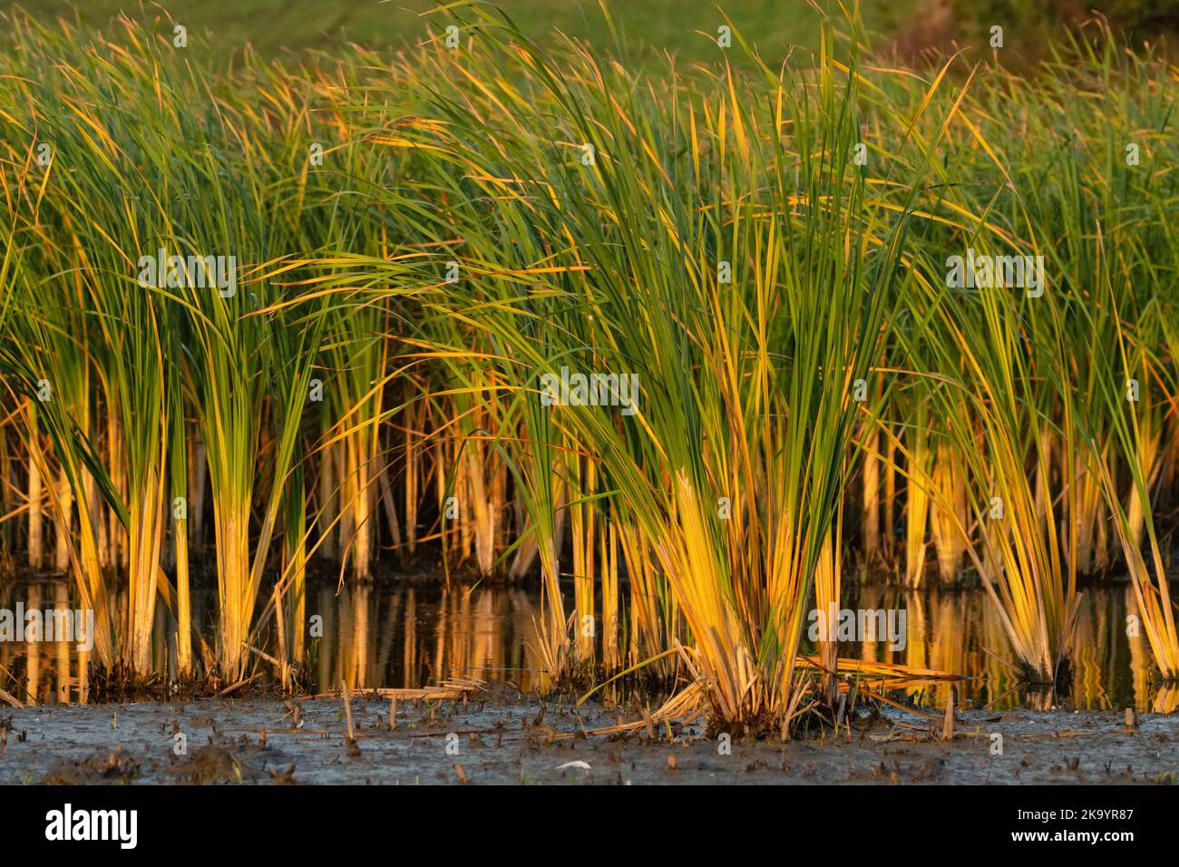 View of bush of rush on the slow flow river bank, close-up photo Stock ...