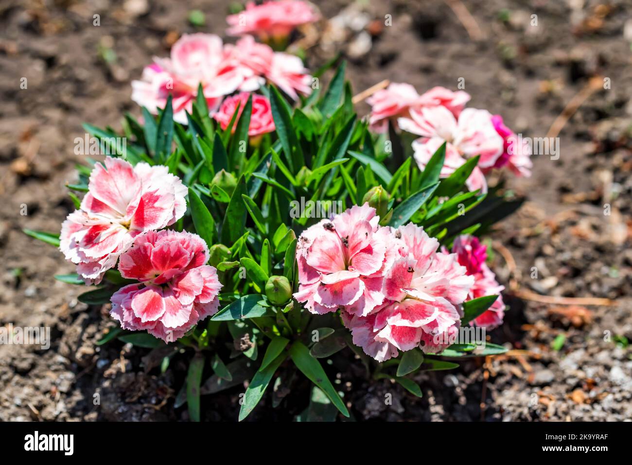 Indian carnation hi-res stock photography and images - Alamy