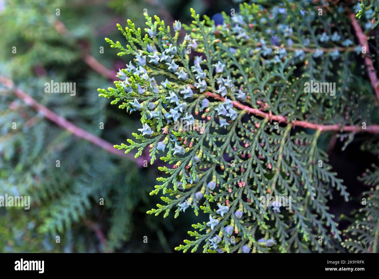 View of young juniper berries. Branch of juniper berries Stock Photo ...