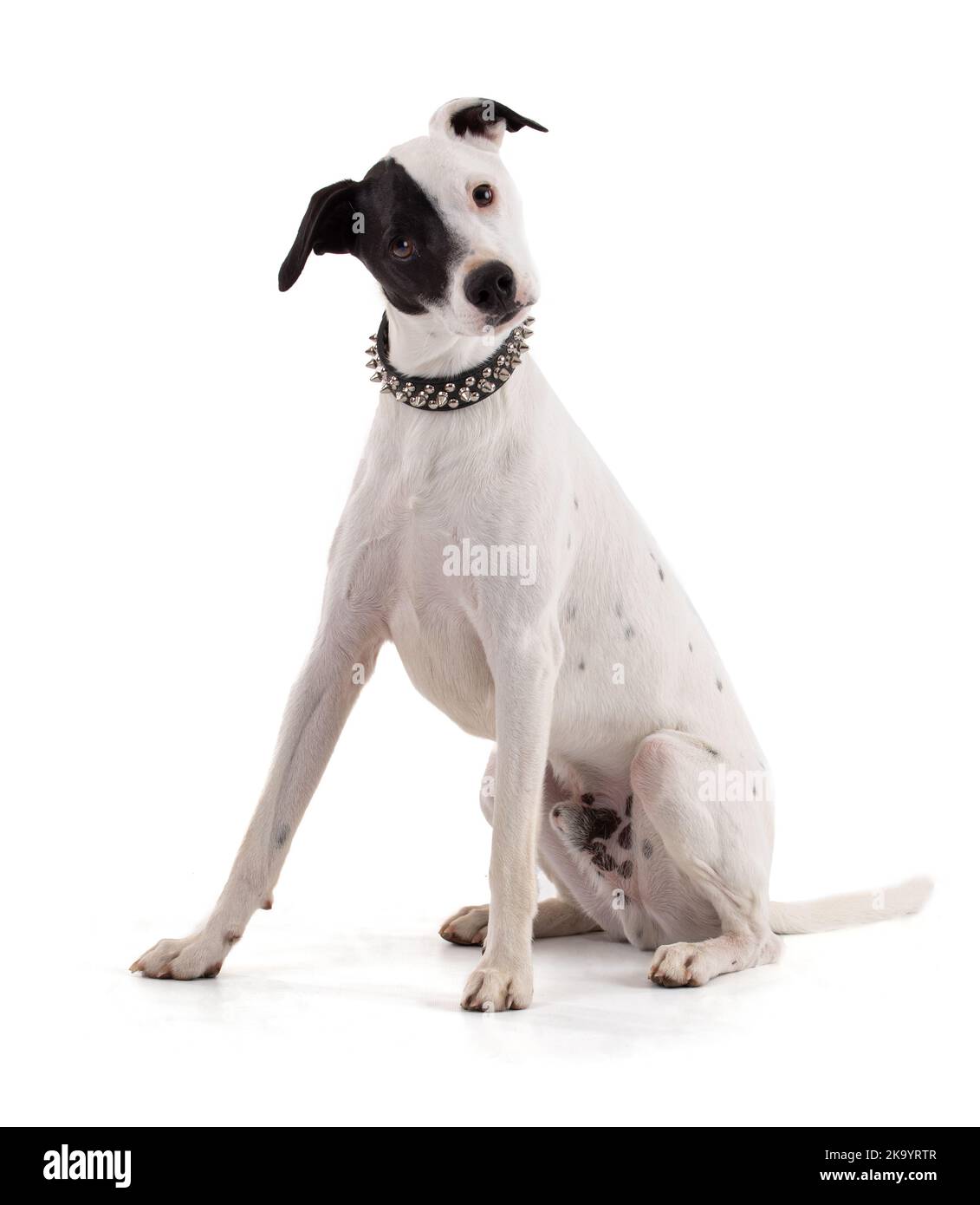 cute funny white punk dog with a spiked necklace on white background ...