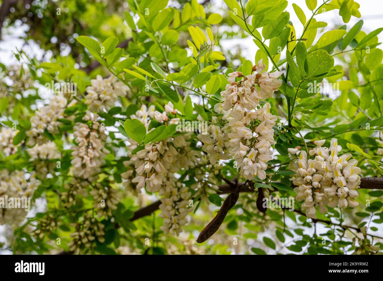 Blooming clusters of acacia. Collect nectar. Branches of black locust ...