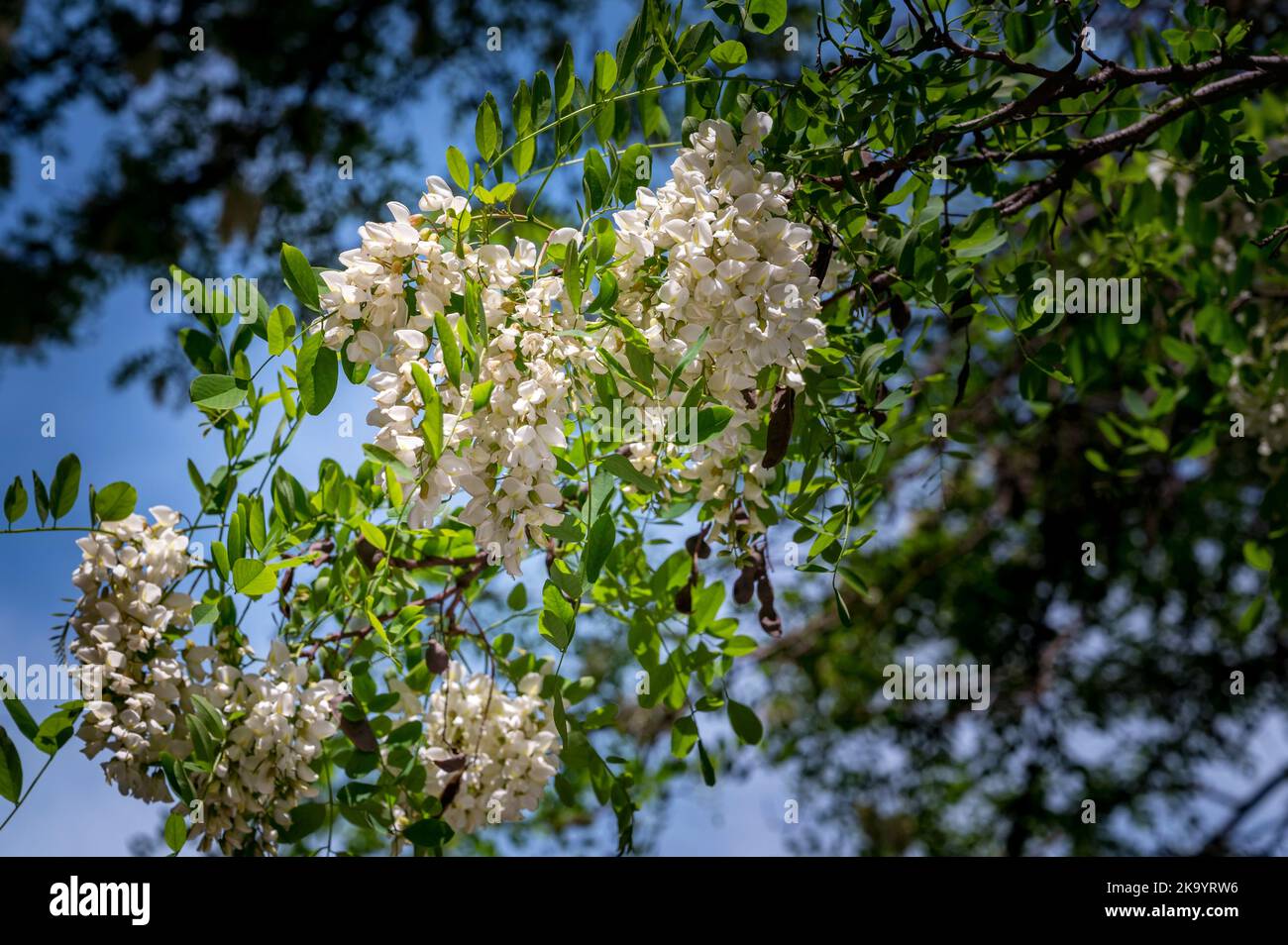 Blooming clusters of acacia. Collect nectar. Branches of black locust ...