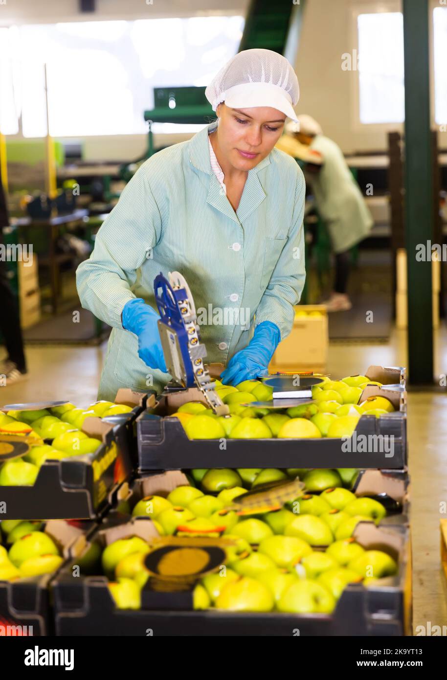 woman labels on apples Stock Photo - Alamy