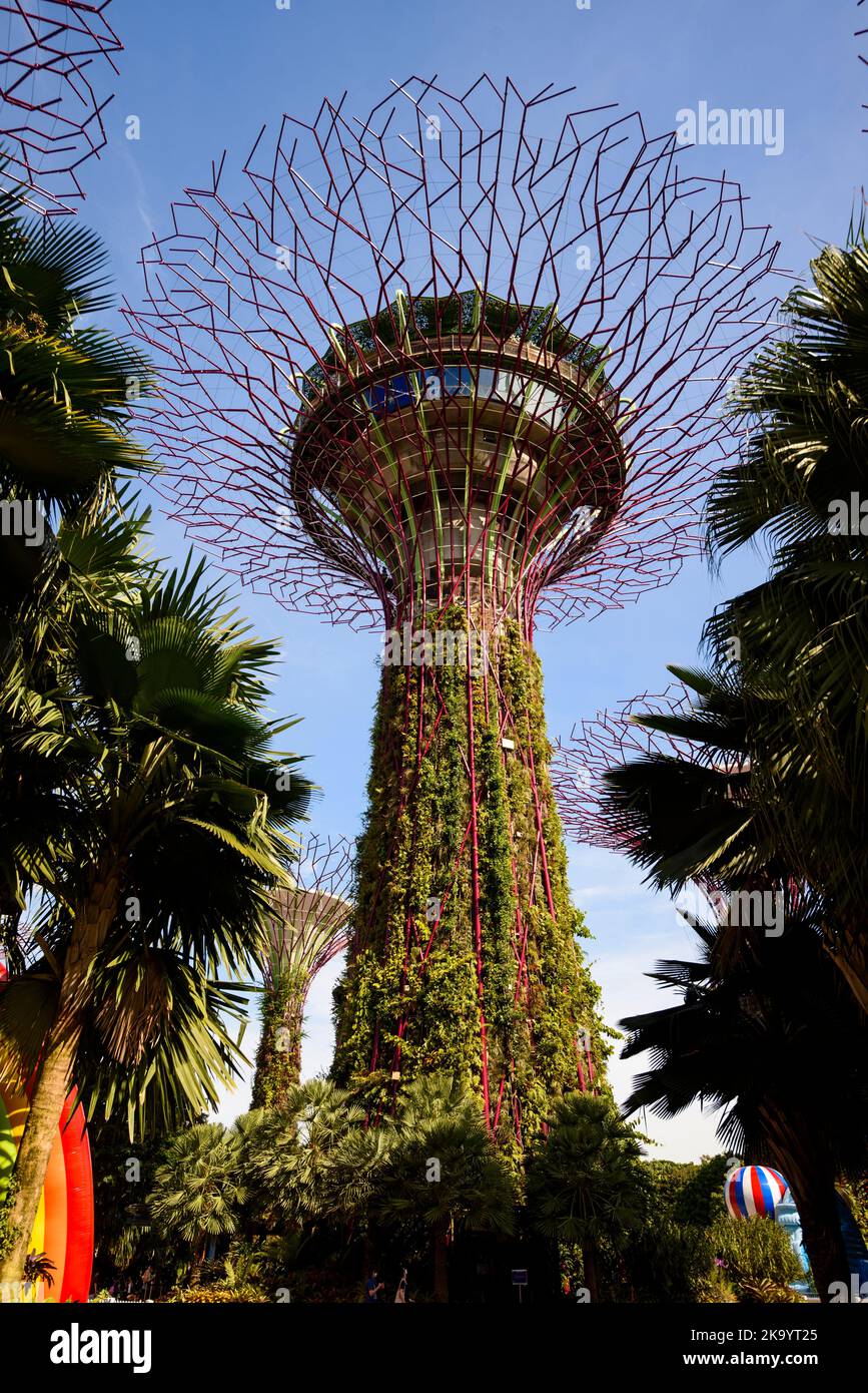 Supertree Grove - Gardens by the Bay, Singapore Stock Photo - Alamy
