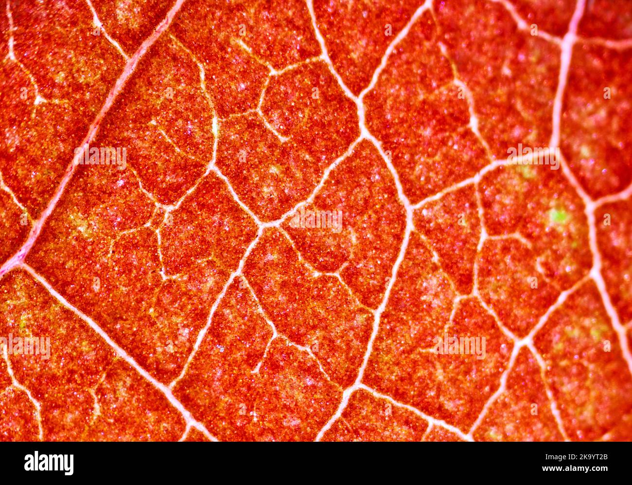 beautiful autumn leaf patterns under the microscope Stock Photo - Alamy