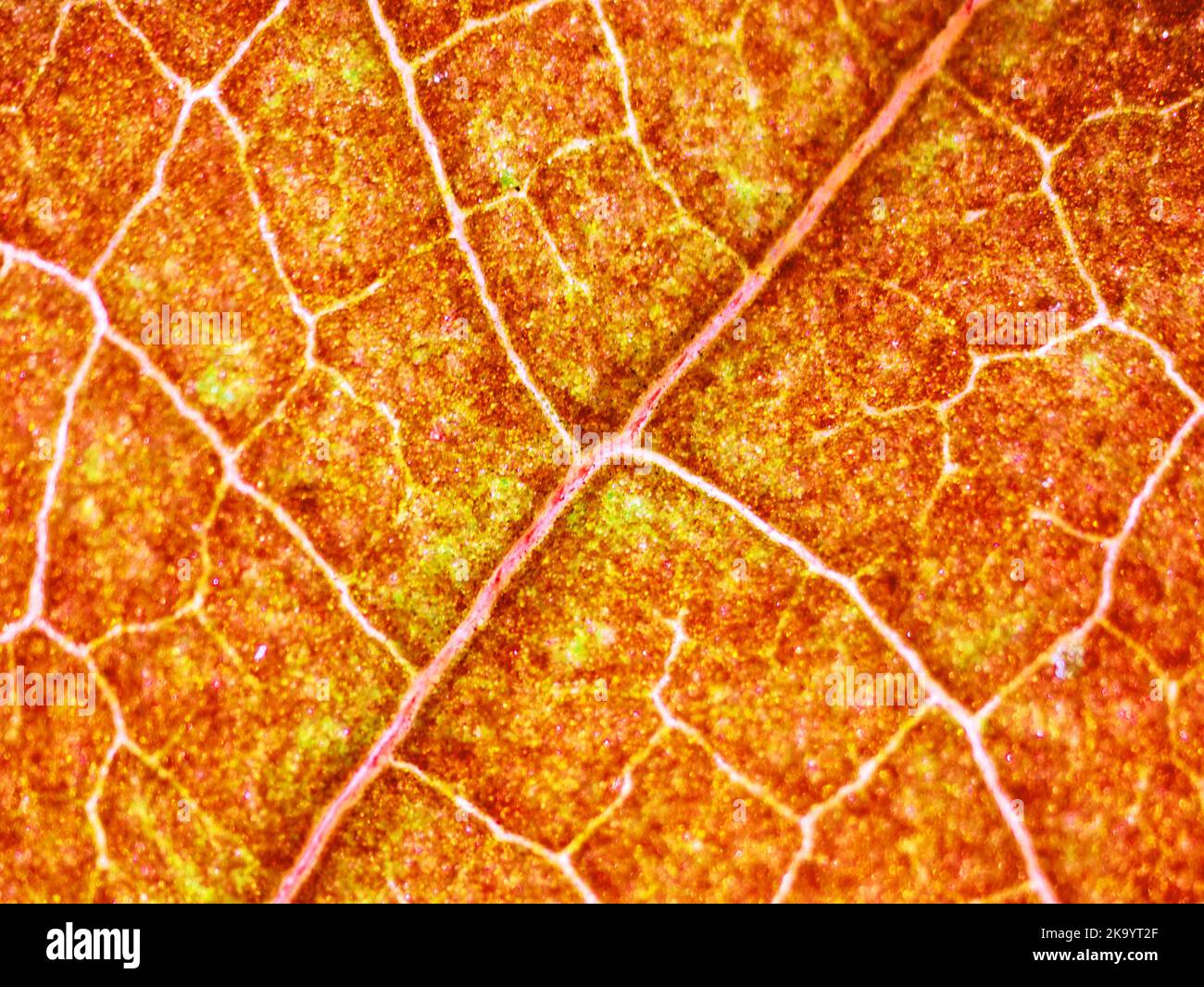 beautiful autumn leaf patterns under the microscope Stock Photo - Alamy