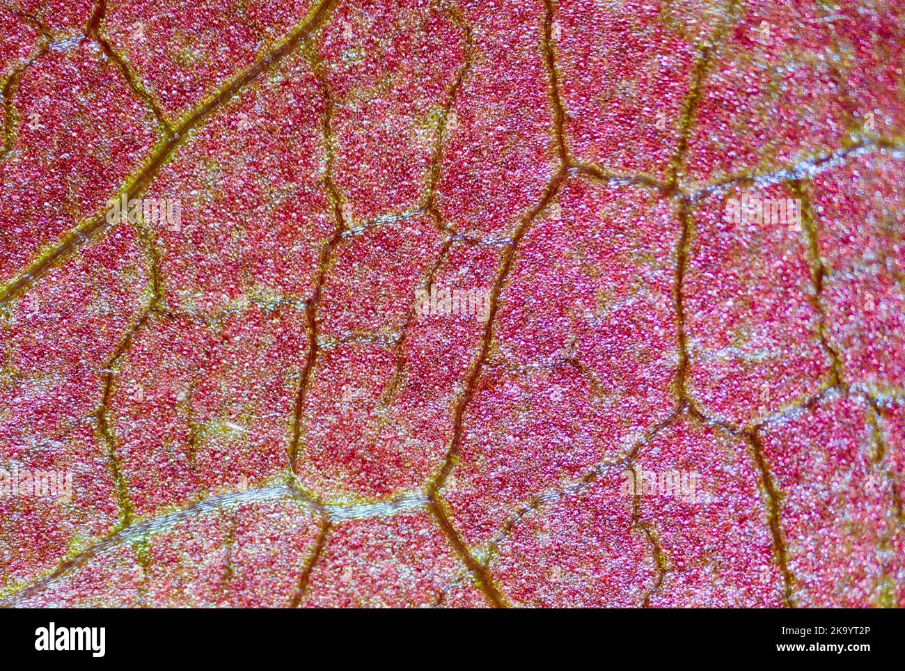 beautiful autumn leaf patterns under the microscope Stock Photo - Alamy