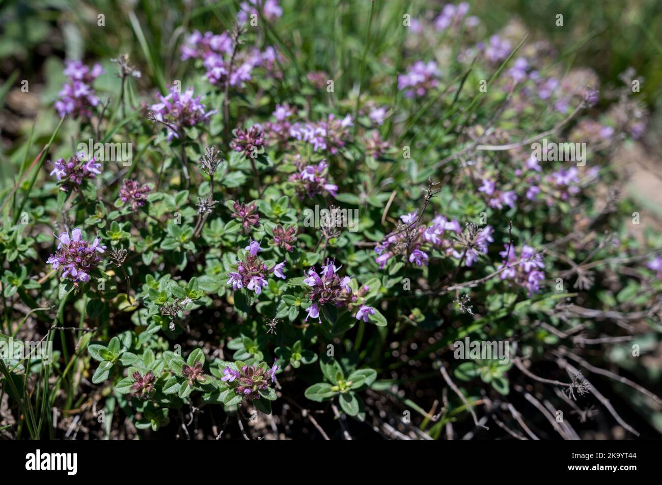 Thymus vulgaris known as Common Thyme, Garden thyme, variety with pale ...