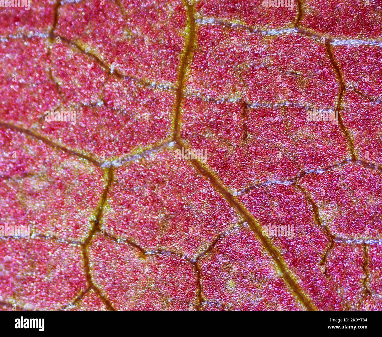 beautiful autumn leaf patterns under the microscope Stock Photo - Alamy