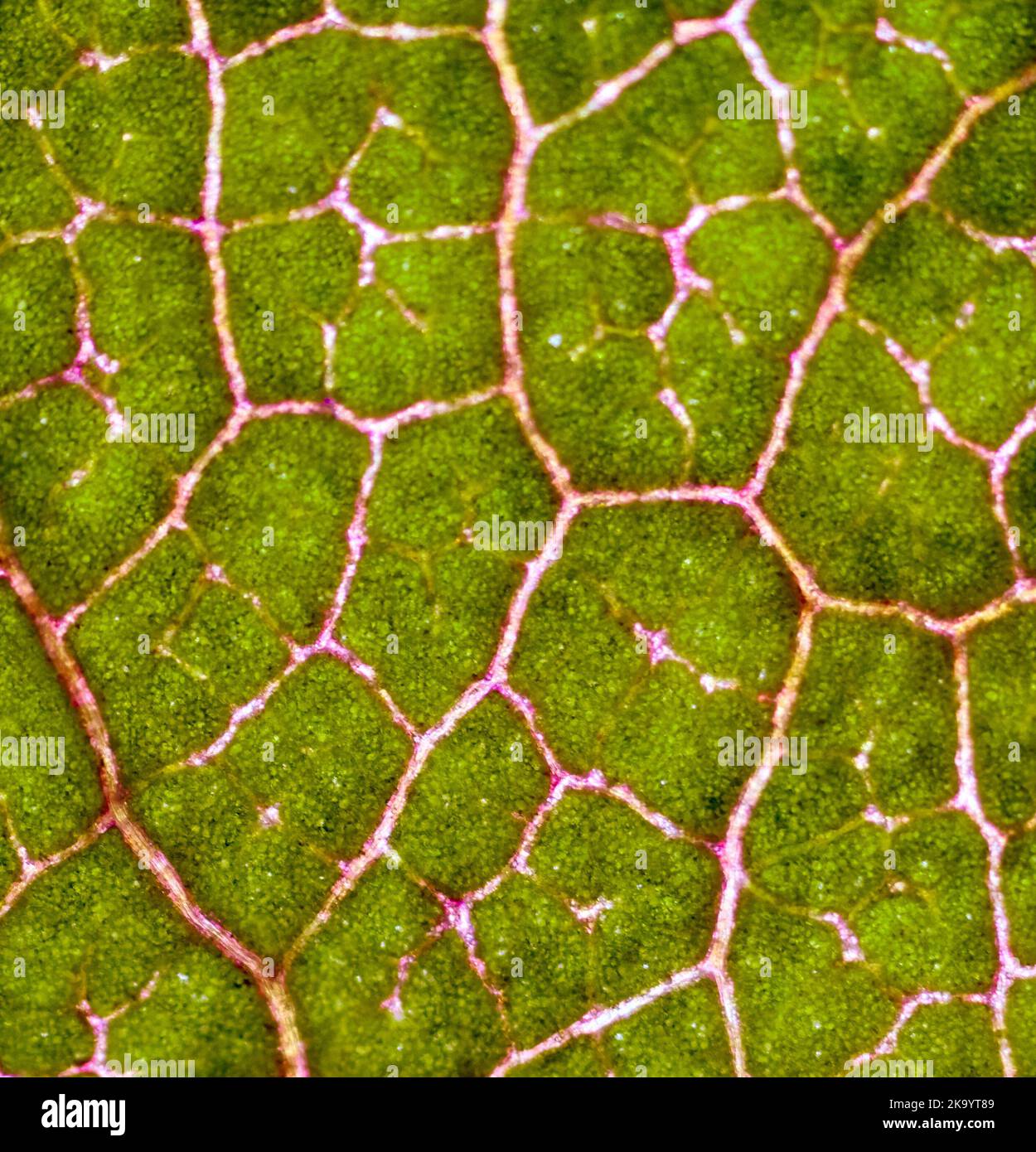 beautiful autumn leaf patterns under the microscope Stock Photo - Alamy