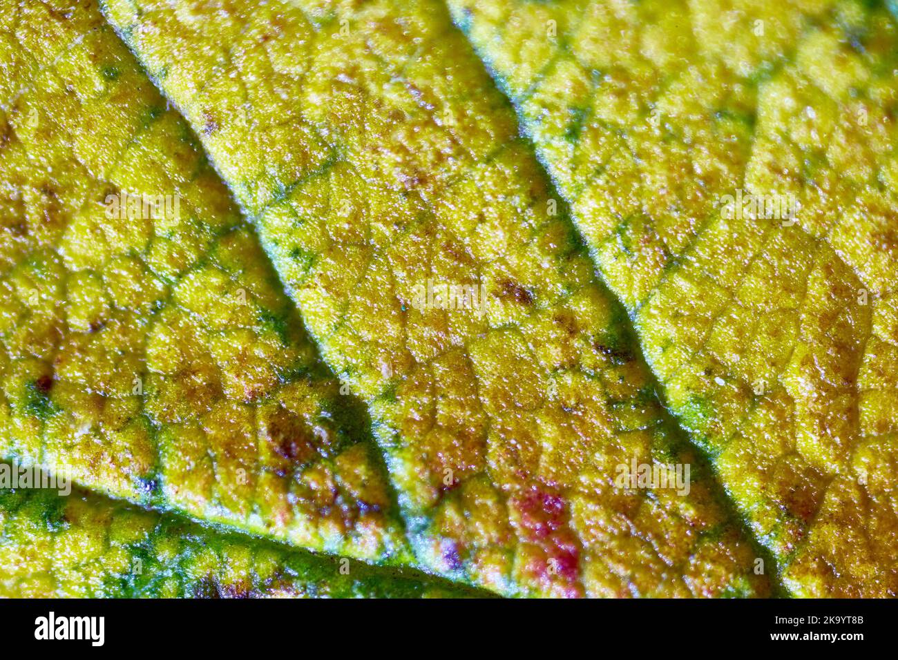 beautiful autumn leaf patterns under the microscope Stock Photo - Alamy