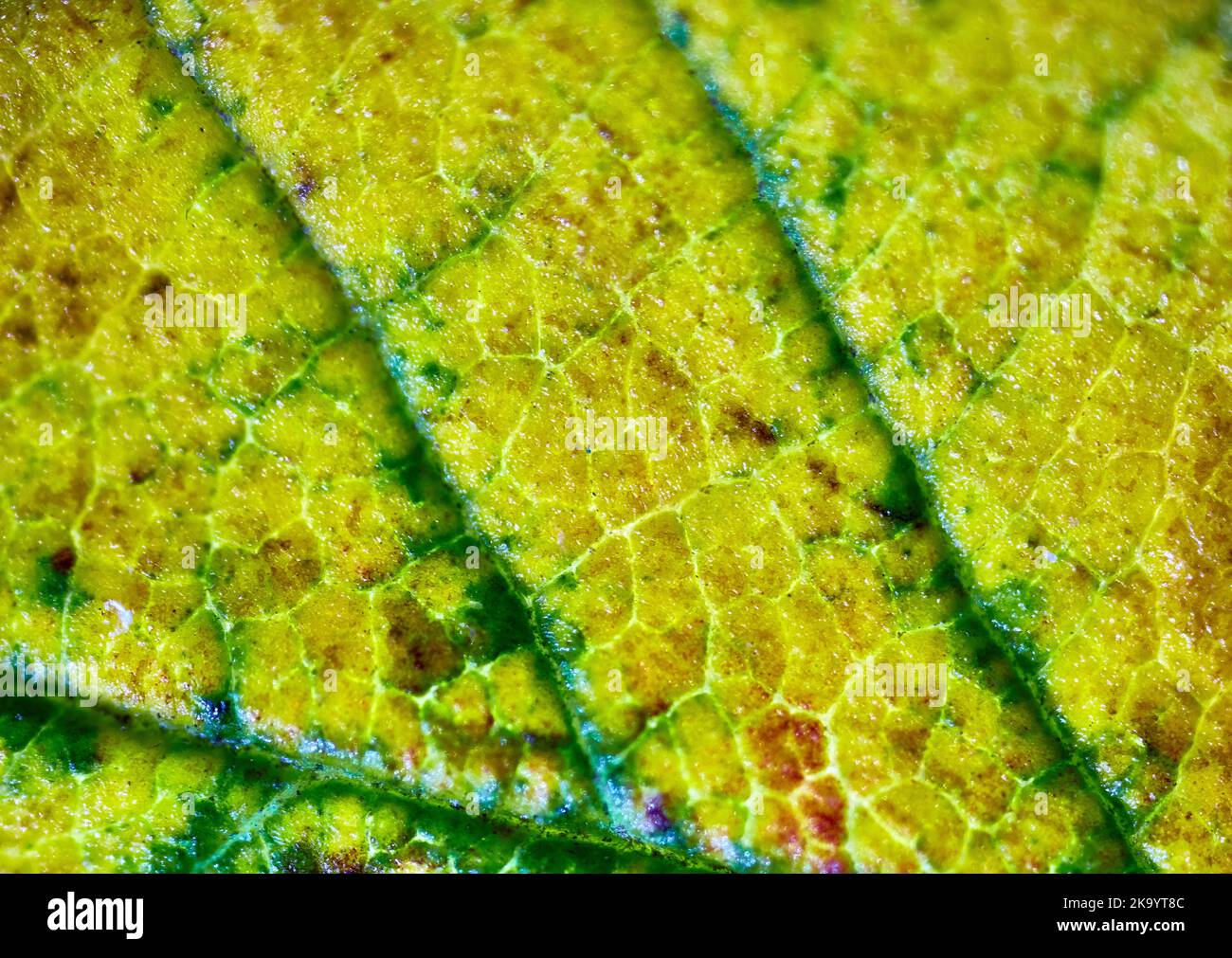beautiful autumn leaf patterns under the microscope Stock Photo - Alamy