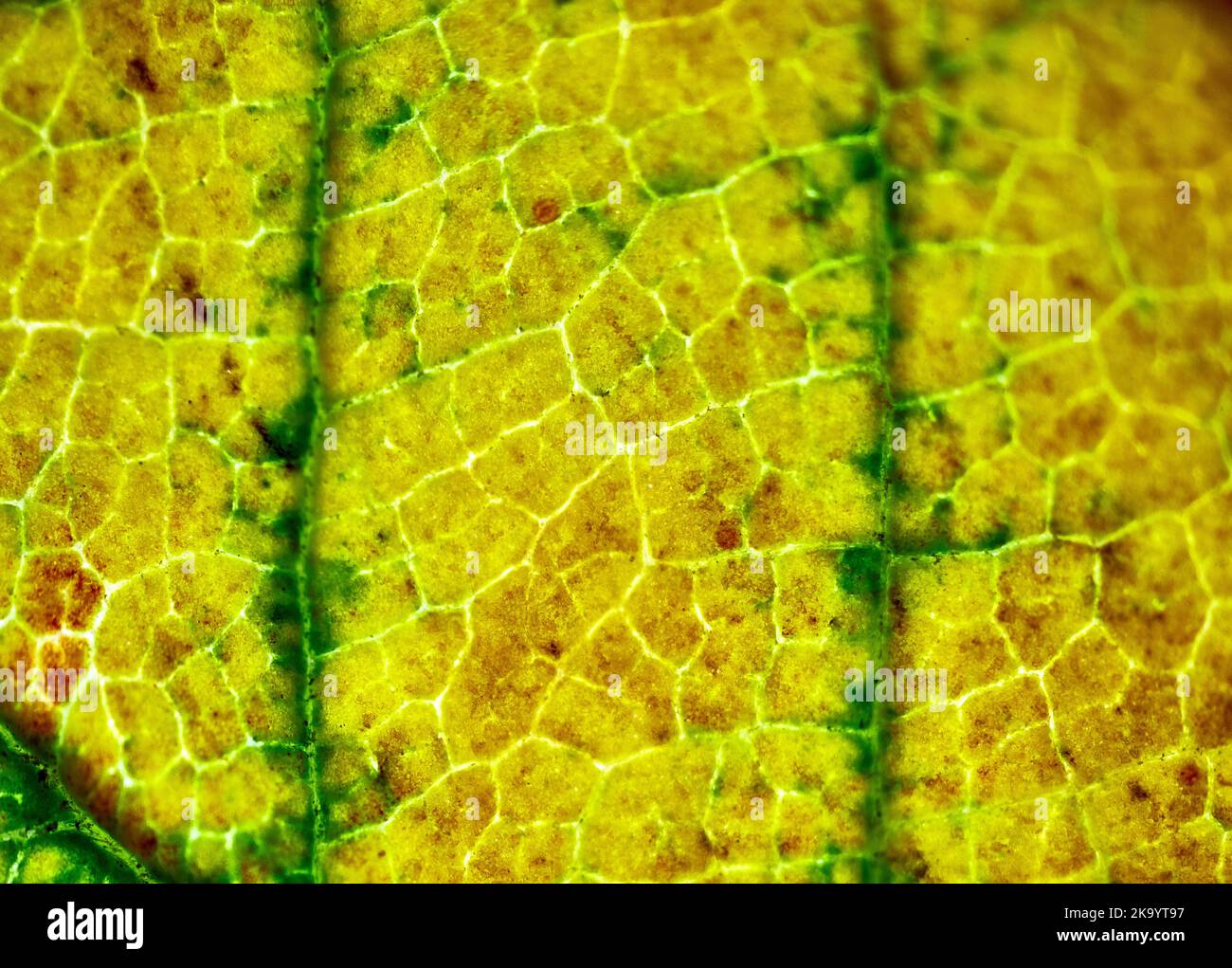 beautiful autumn leaf patterns under the microscope Stock Photo - Alamy