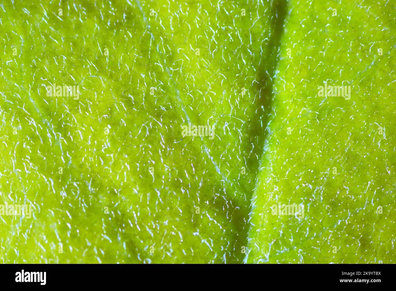 beautiful autumn leaf patterns under the microscope Stock Photo - Alamy