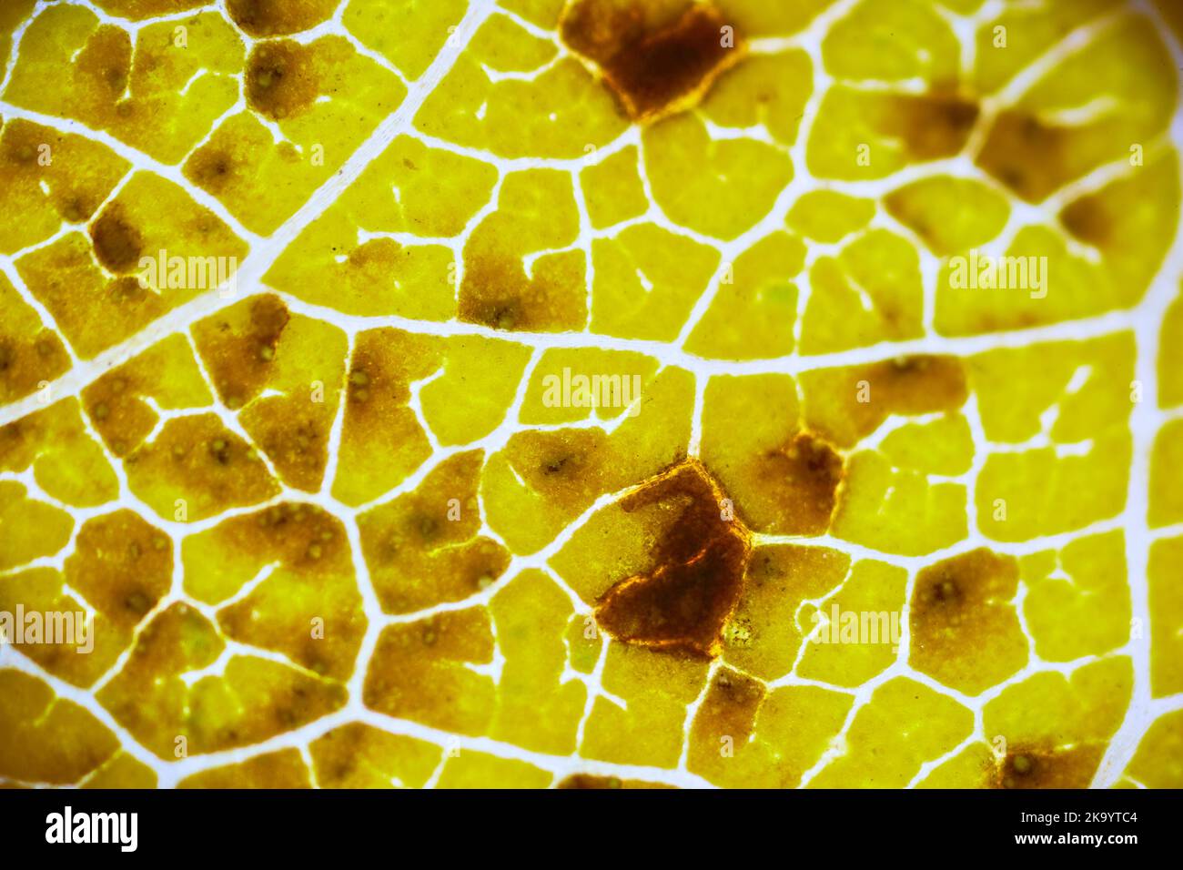 beautiful autumn leaf patterns under the microscope Stock Photo - Alamy