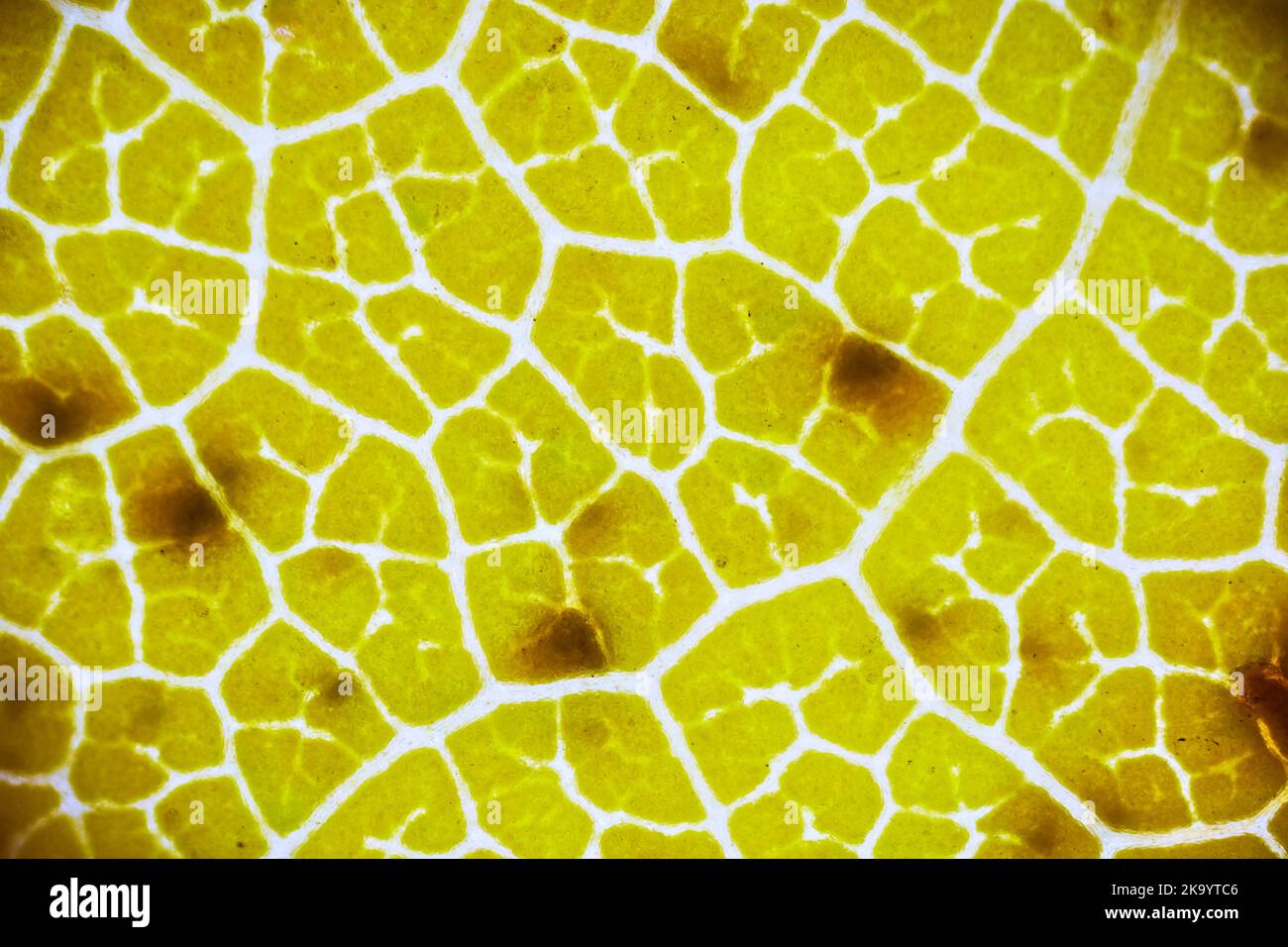 beautiful autumn leaf patterns under the microscope Stock Photo - Alamy