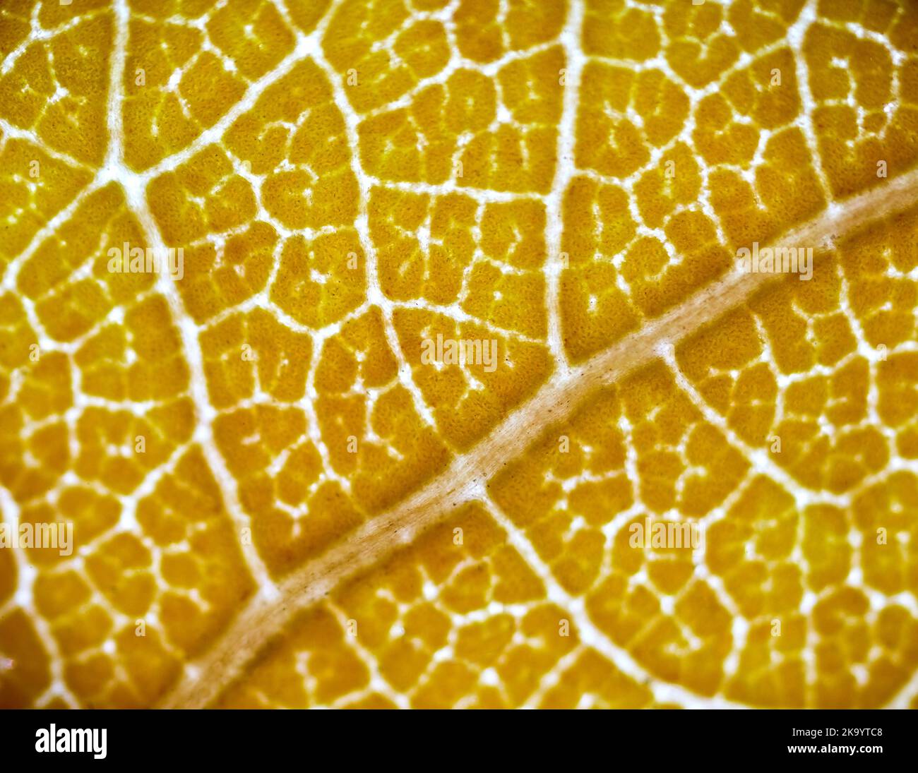 beautiful autumn leaf patterns under the microscope Stock Photo - Alamy