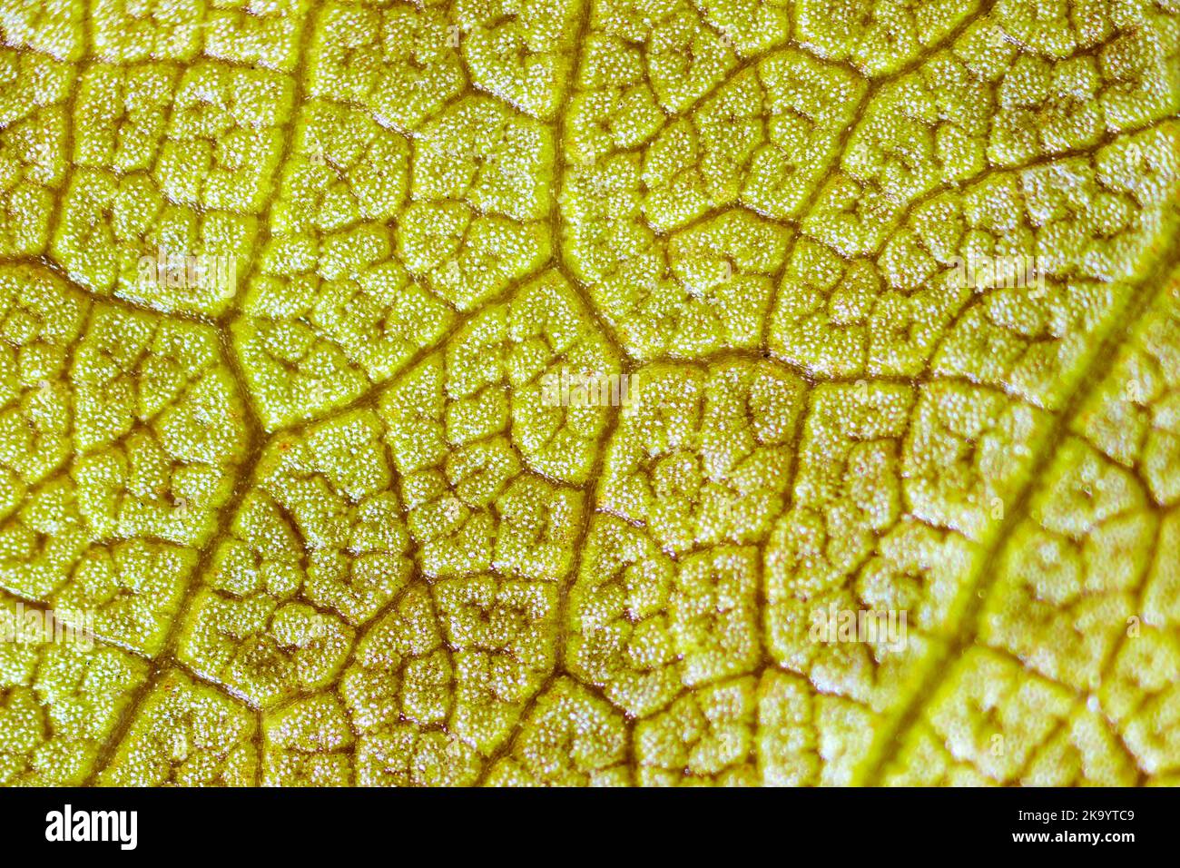 Microscopic Patterns