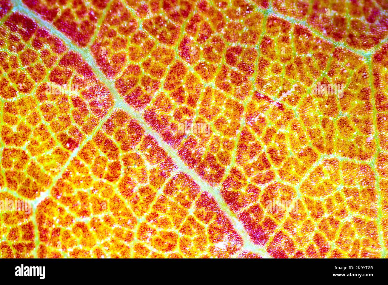 beautiful autumn leaf patterns under the microscope Stock Photo - Alamy