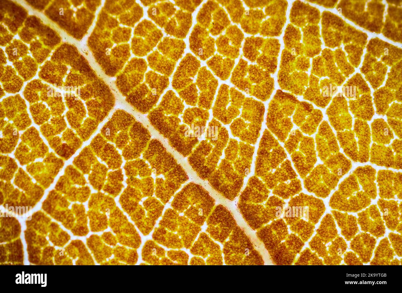 beautiful autumn leaf patterns under the microscope Stock Photo - Alamy