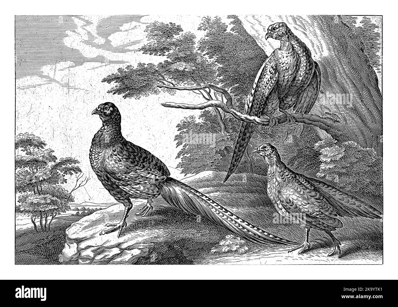 Three pheasants near a tree Stock Photo - Alamy