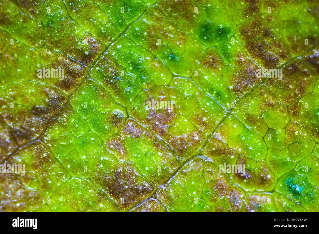 beautiful autumn leaf patterns under the microscope Stock Photo - Alamy
