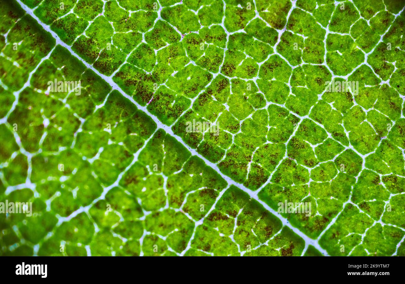 beautiful autumn leaf patterns under the microscope Stock Photo - Alamy