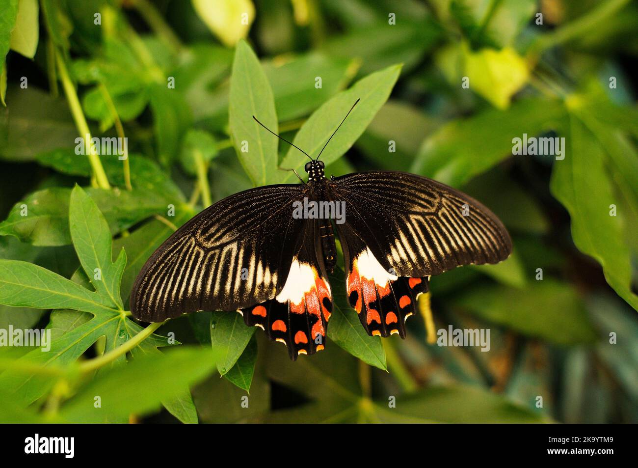 Night butterflies museum hi-res stock photography and images - Alamy