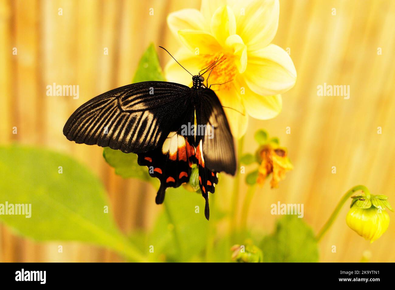 Night butterflies museum hi-res stock photography and images - Alamy