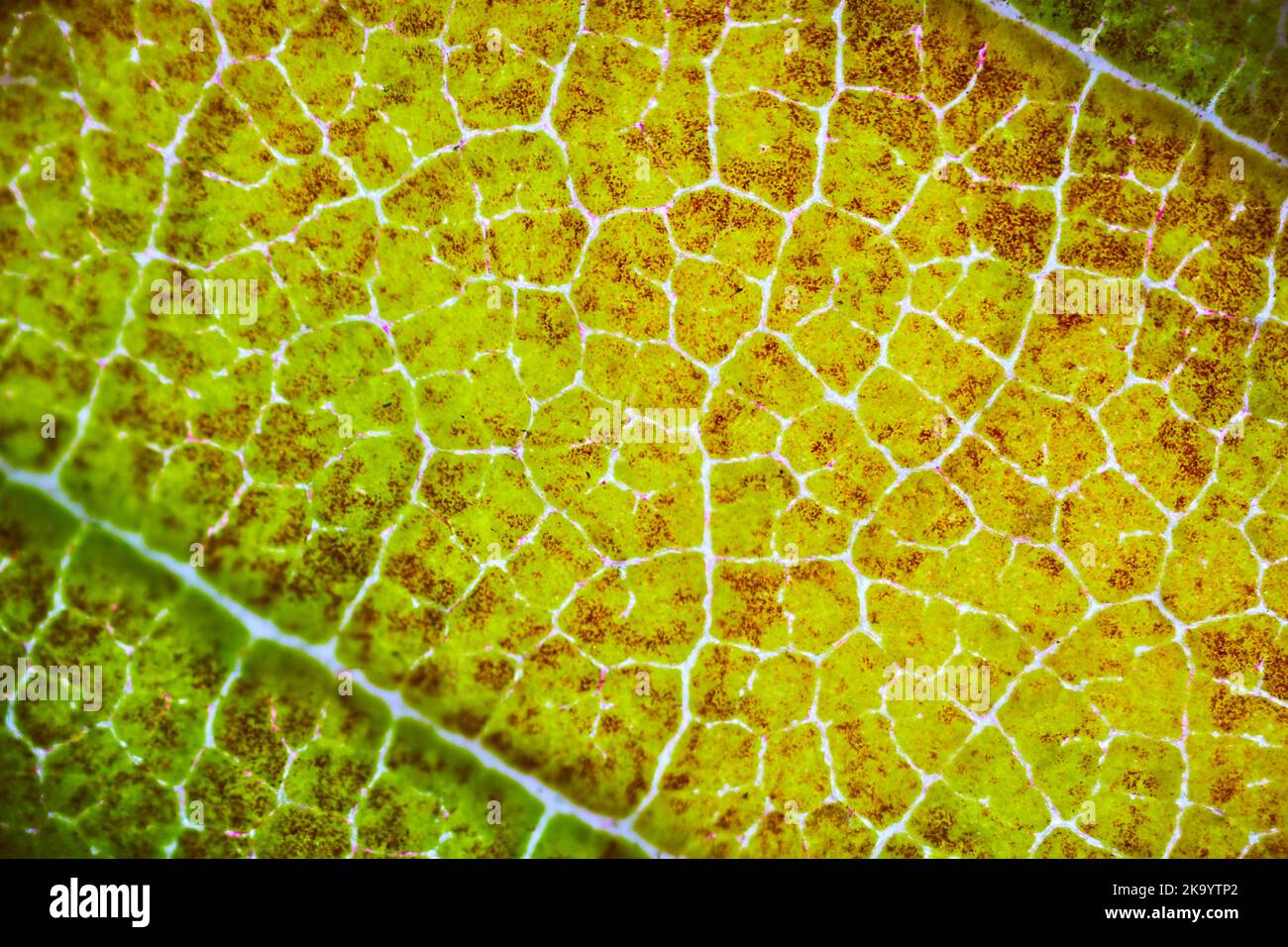 Cell beautiful micrograph hi-res stock photography and images - Alamy