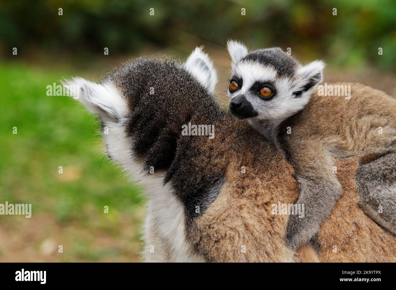 Madagascar baobab lemur hi-res stock photography and images - Alamy