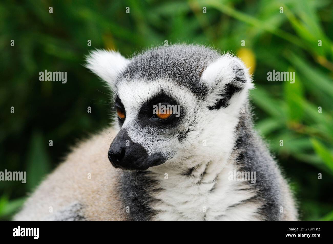 Lemur mom hi-res stock photography and images - Alamy