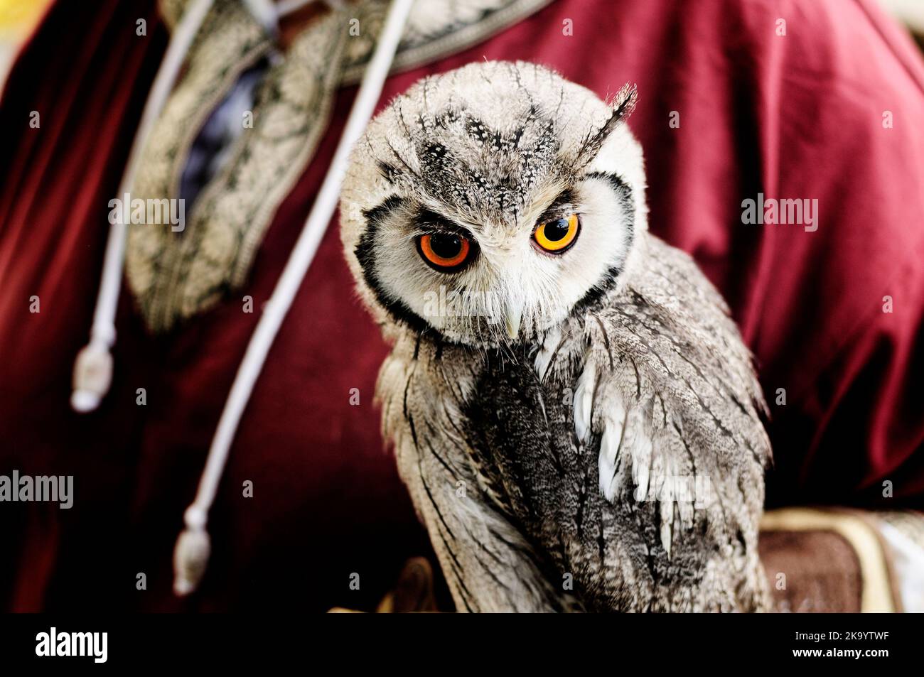 Rat owl hi-res stock photography and images - Alamy