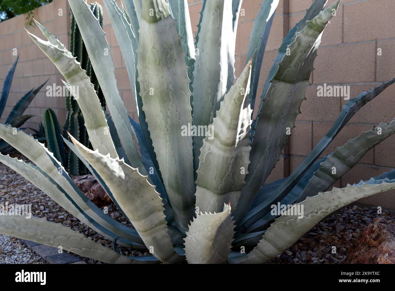 Agave plants growing freely in Tucson AZ Stock Photo - Alamy