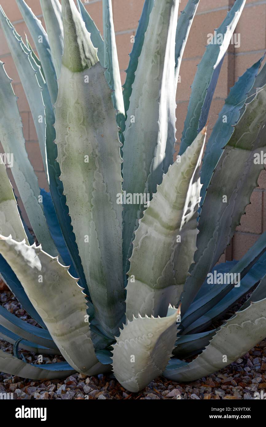 Agave plants growing freely in Tucson AZ Stock Photo - Alamy