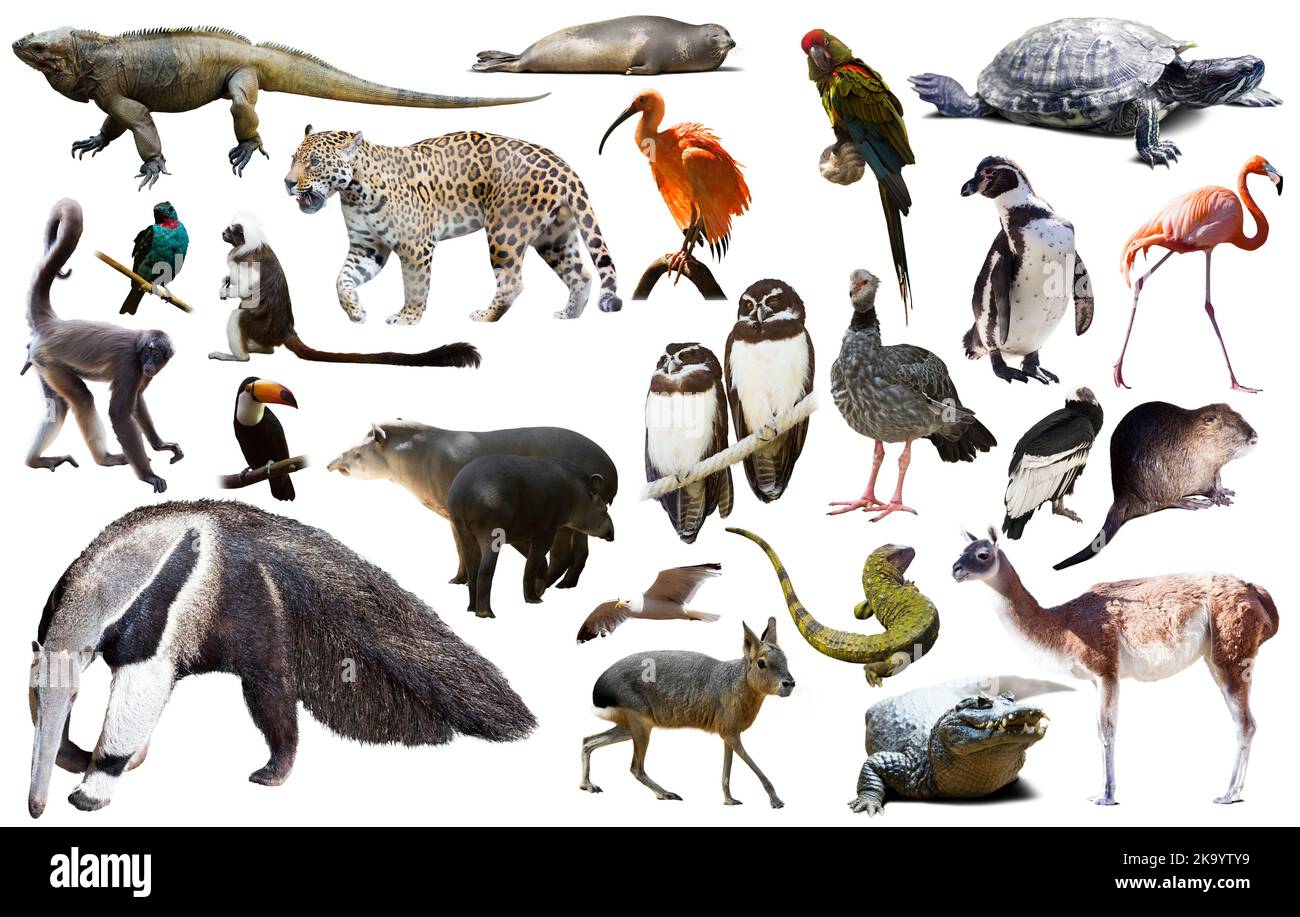 Fauna of South America isolated Stock Photo - Alamy