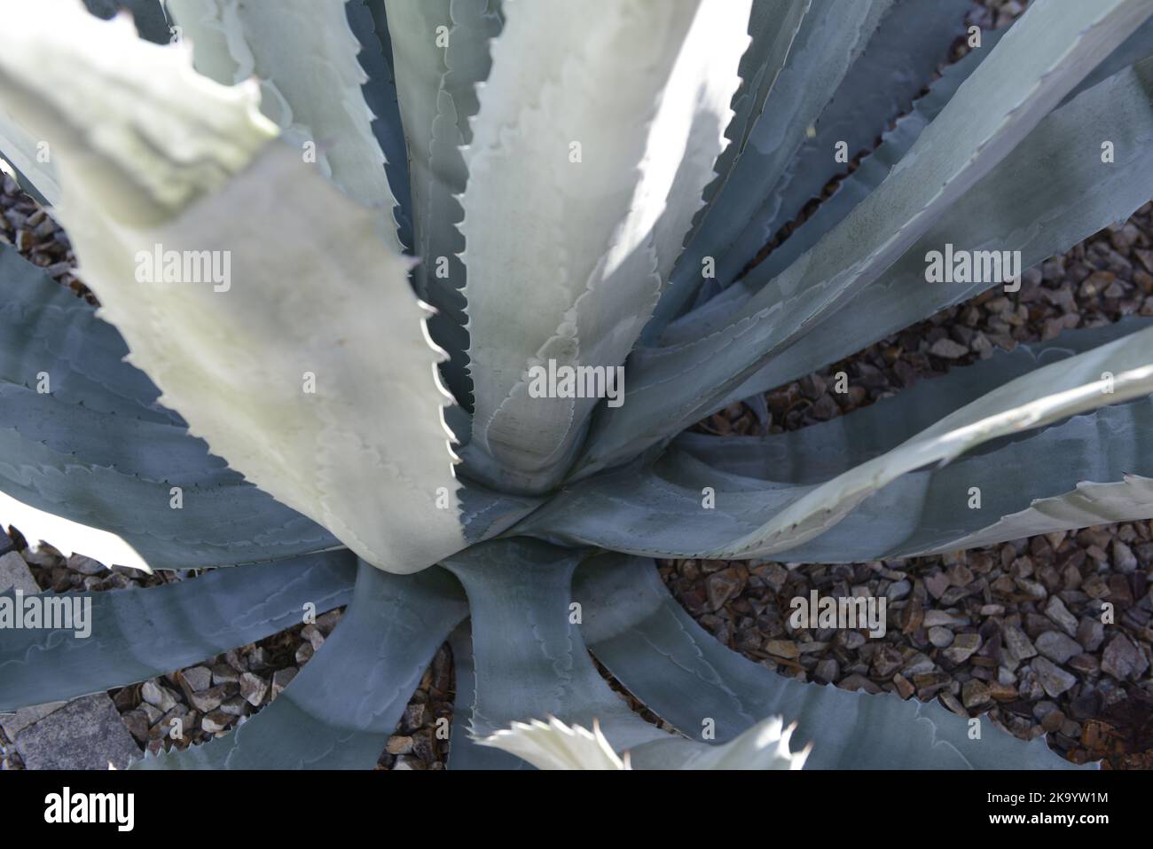 Agave plants growing freely in Tucson AZ Stock Photo - Alamy