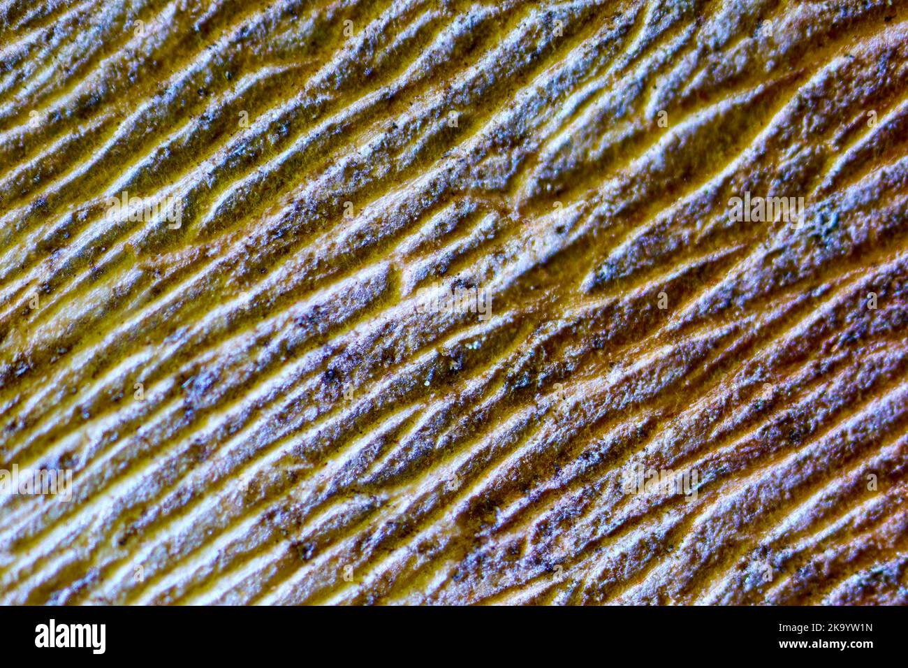 structure of dry leaves under the microscope Stock Photo - Alamy