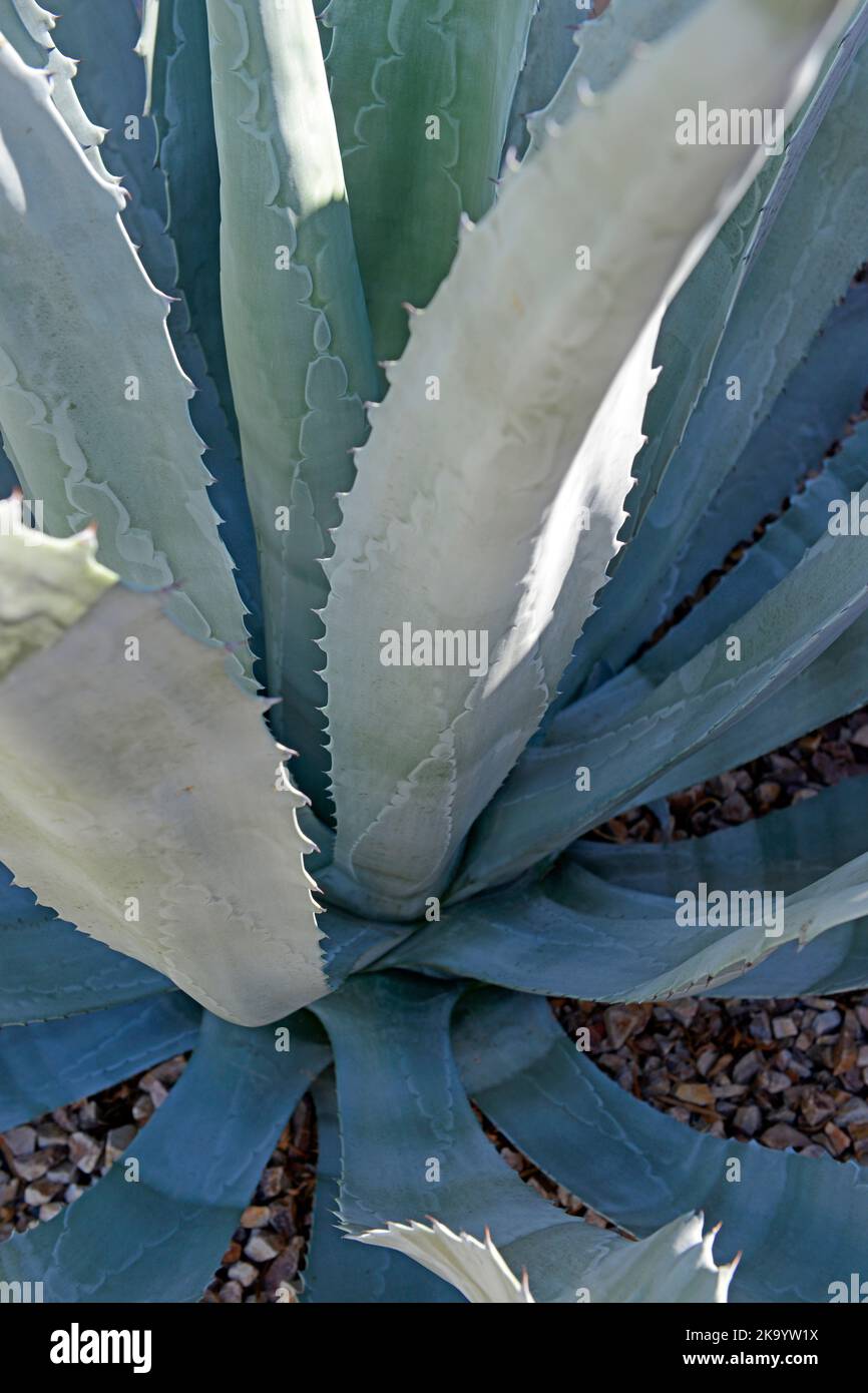 What Plants Grow In Tucson Az at Guadalupe Harshaw blog