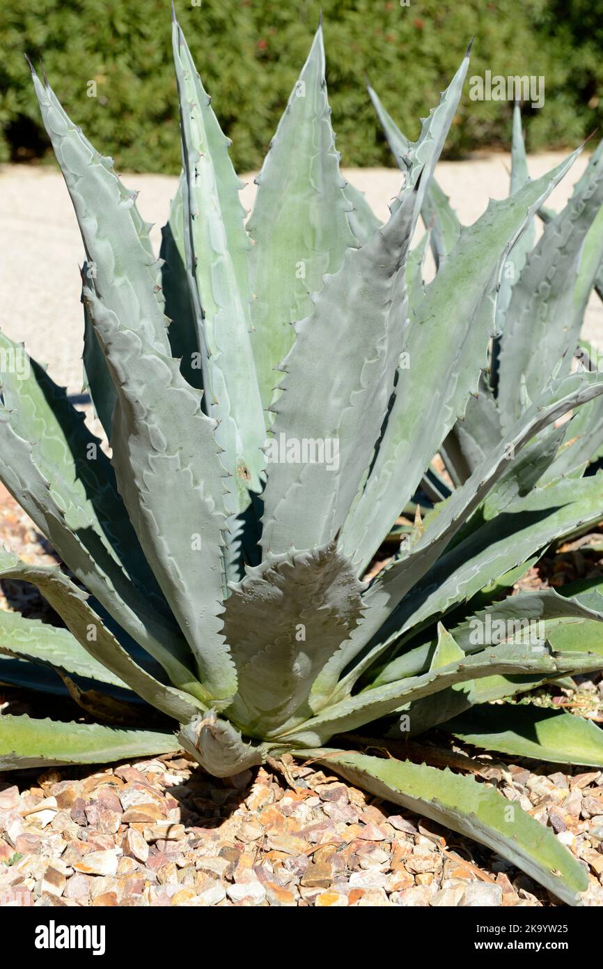Agave plants growing freely in Tucson AZ Stock Photo - Alamy