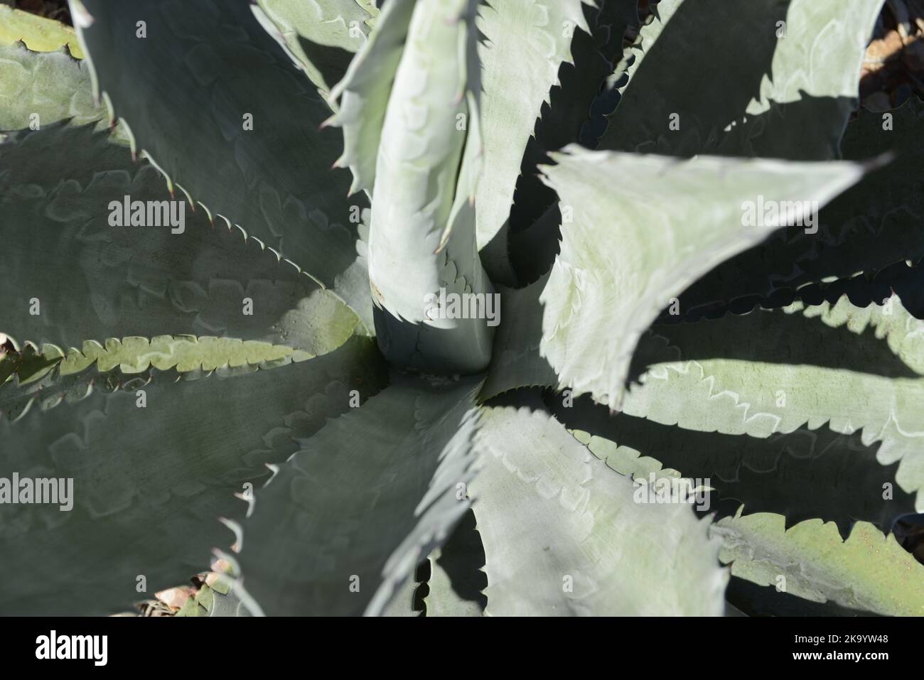 Agave plants growing freely in Tucson AZ Stock Photo - Alamy