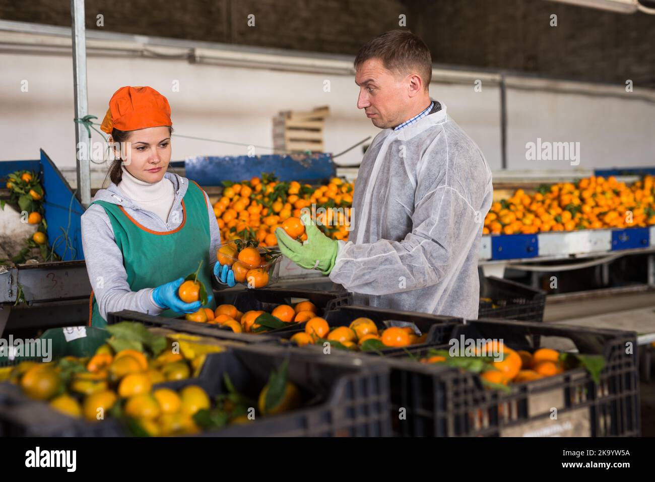 Farmer controlling grading of mandarin oranges performing by female ...